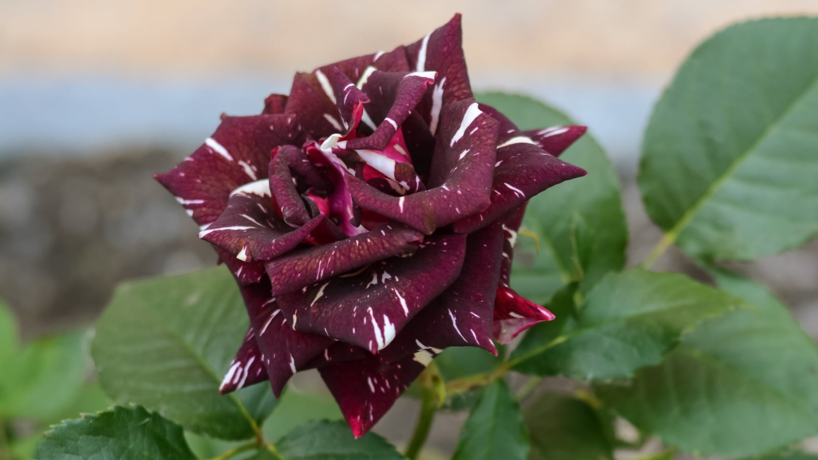 15 Multicolored Roses to Brighten Up Your Garden