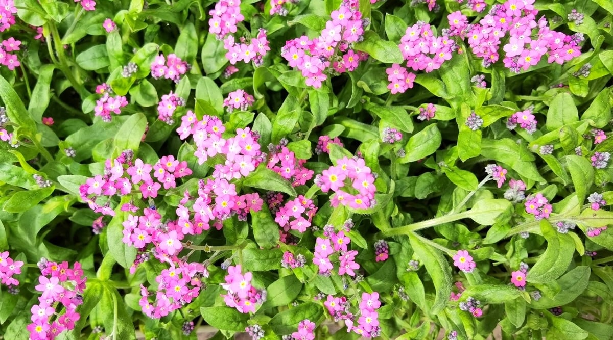 20 Different Plants With Tiny Flowers For Your Garden