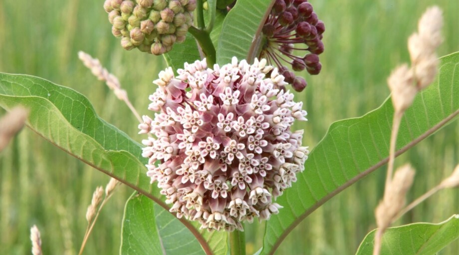 25 Easy-to-Grow Wildflowers for Your Garden