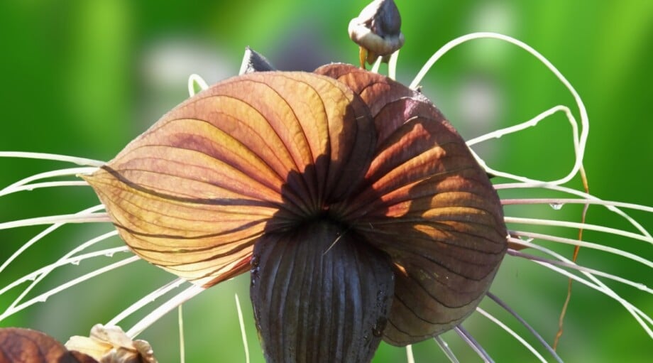 How to Plant, Grow, and Care for Bat Flower