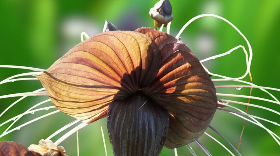 How to Plant, Grow, and Care for Bat Flower