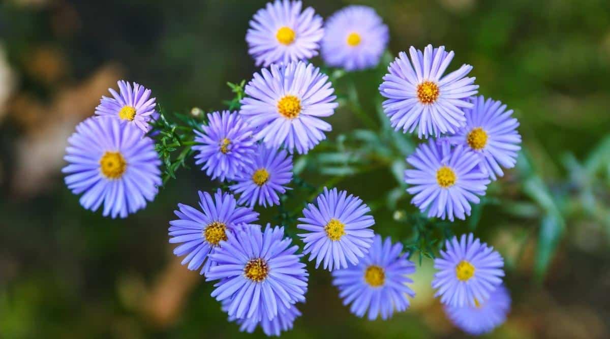 Faded Blue Aster Flower