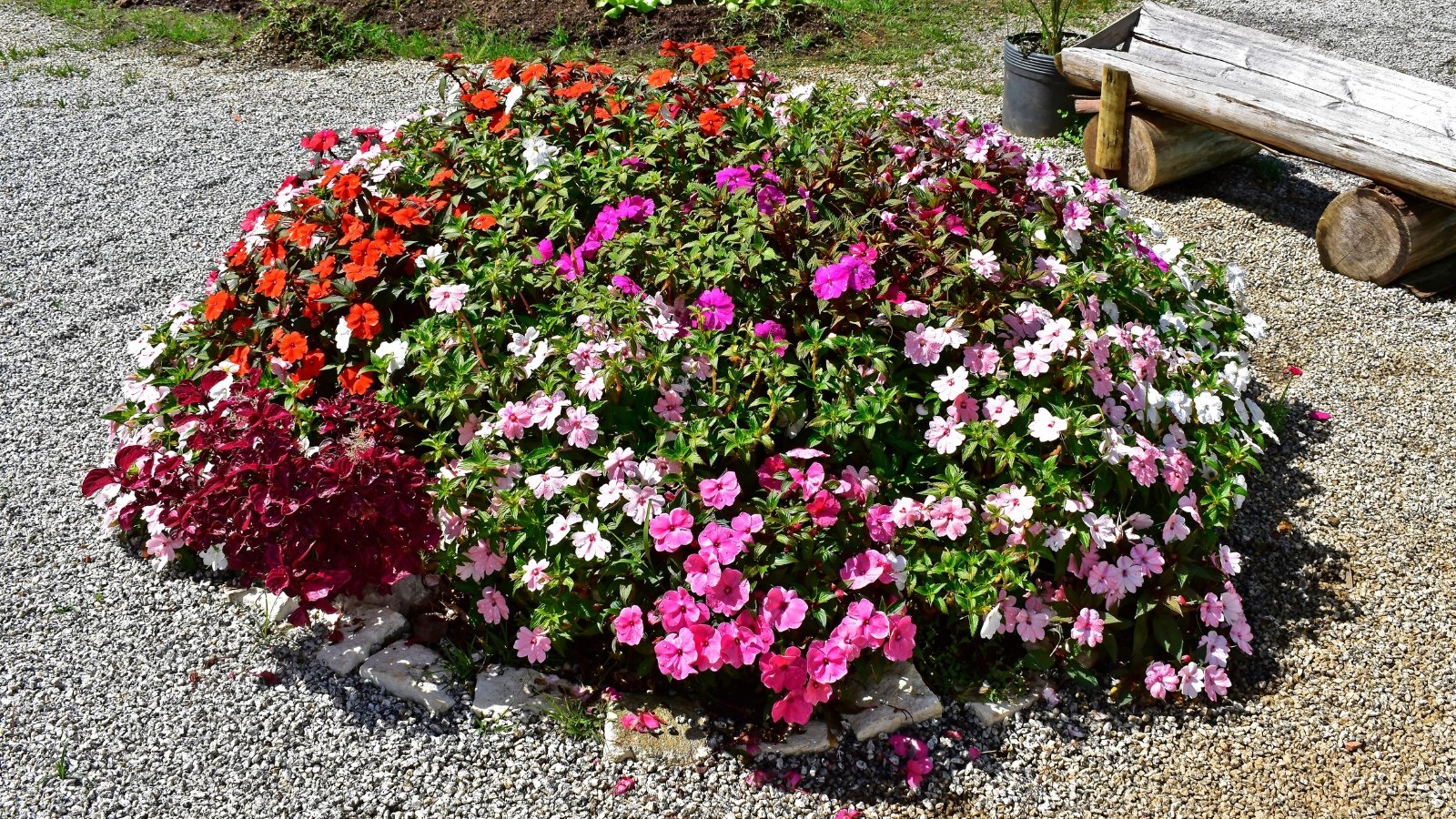 37 Different Impatiens Varieties to Plant This Season