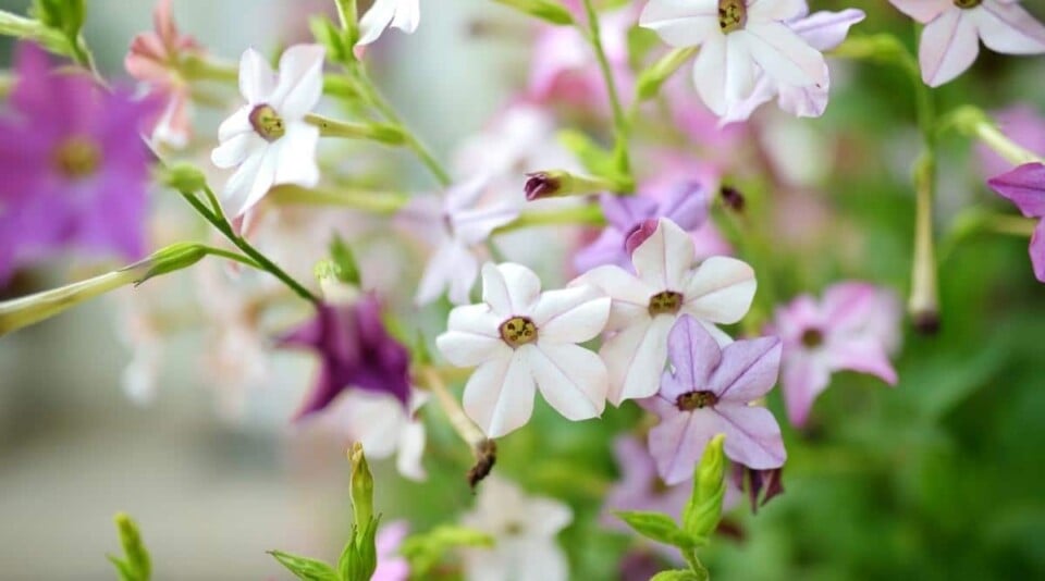How to Plant, Grow, and Care for Nicotiana