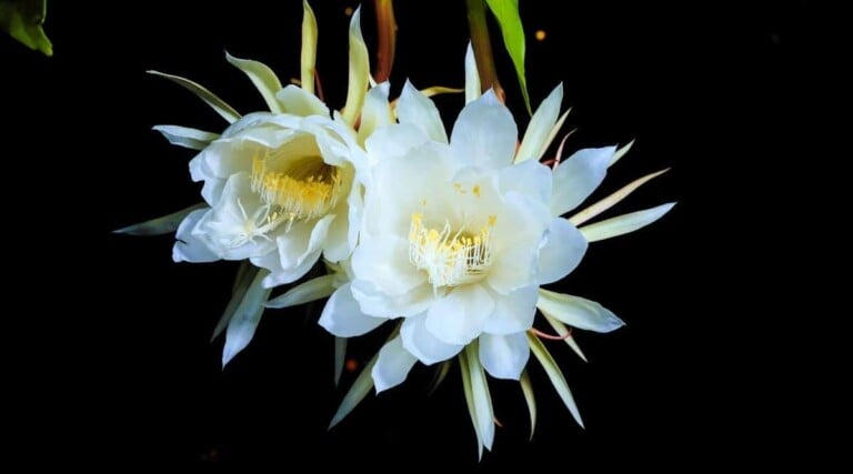 How to Plant, Grow, and Care For Night Blooming Cereus