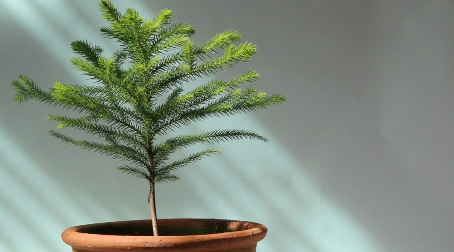 How to Plant, Grow, and Care for Norfolk Pine