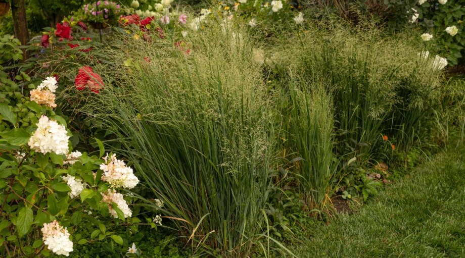 How to Grow Your Own Pocket Prairie in 9 Steps