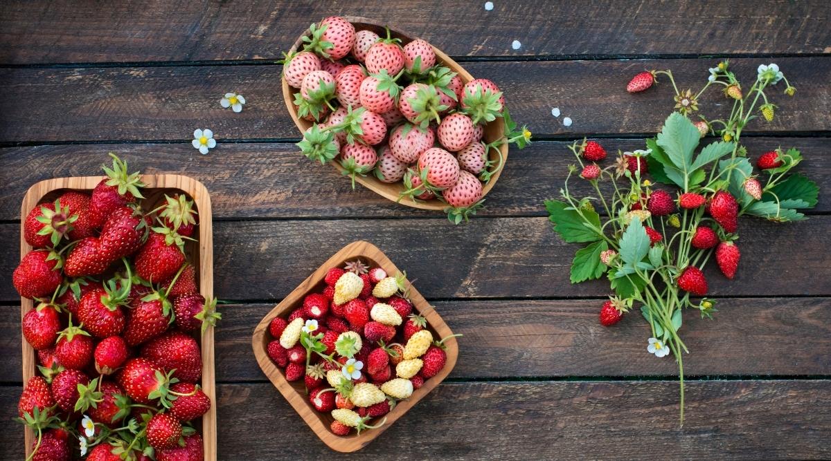 11 Differently Colored Strawberries To Plant This Year