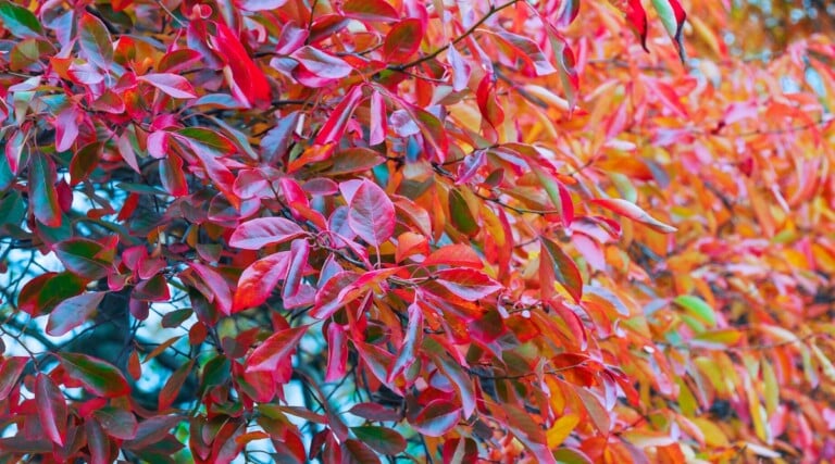 21 Trees With Spectacular Fall Color