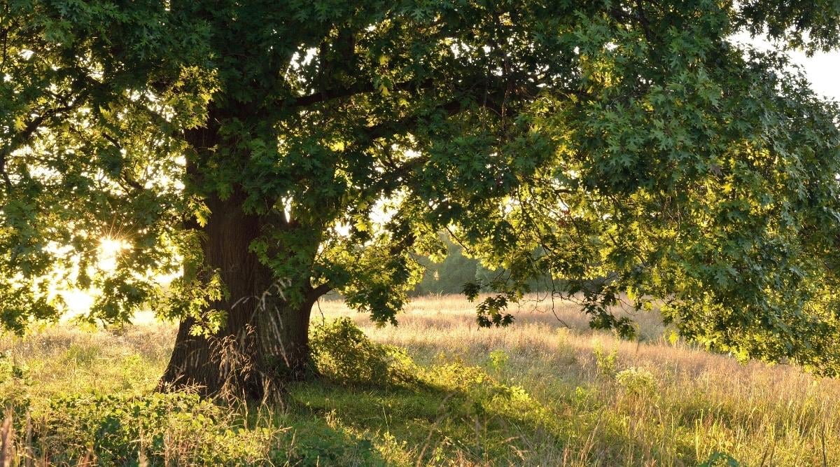 16 Types of Oak Trees That Can Grow in Florida