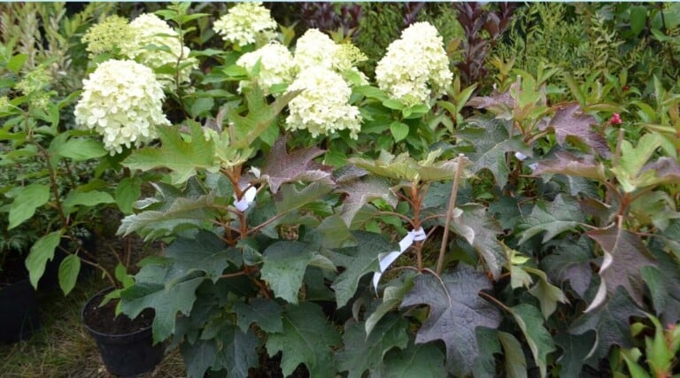 31 Recommended Native Plants For the Southeast