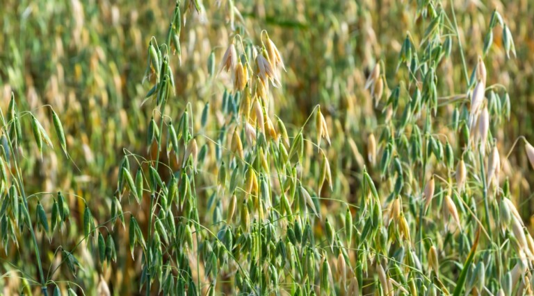 9 Fall Cover Crops for Fertile Spring Soil