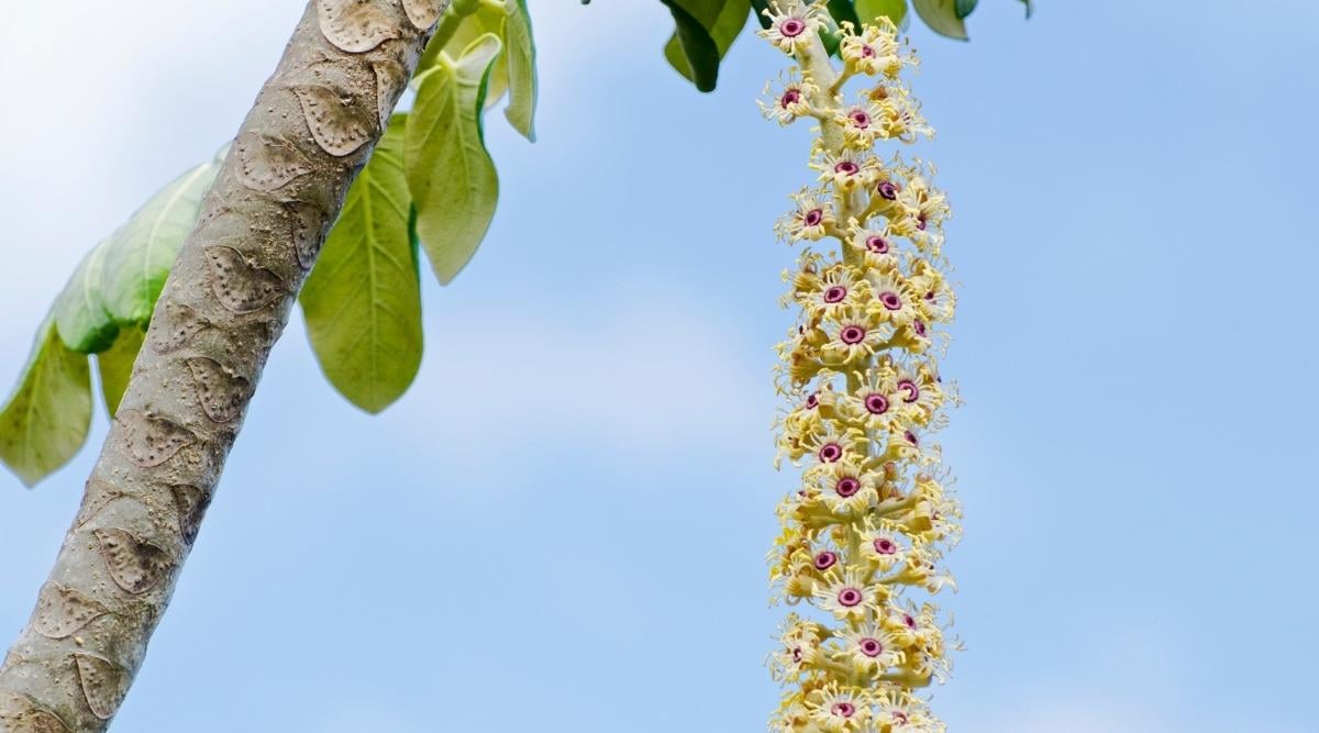 21 Different Hawaiian Flowers Only Found in Hawaii