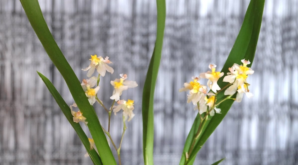 25 Different Orchids That Thrive as Indoor Houseplants