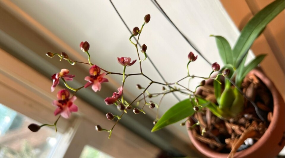 25 Different Orchids That Thrive as Indoor Houseplants