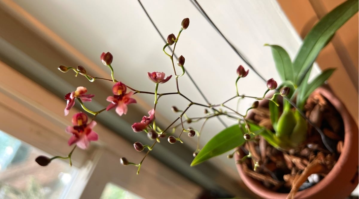 25 Different Orchids That Thrive as Indoor Houseplants