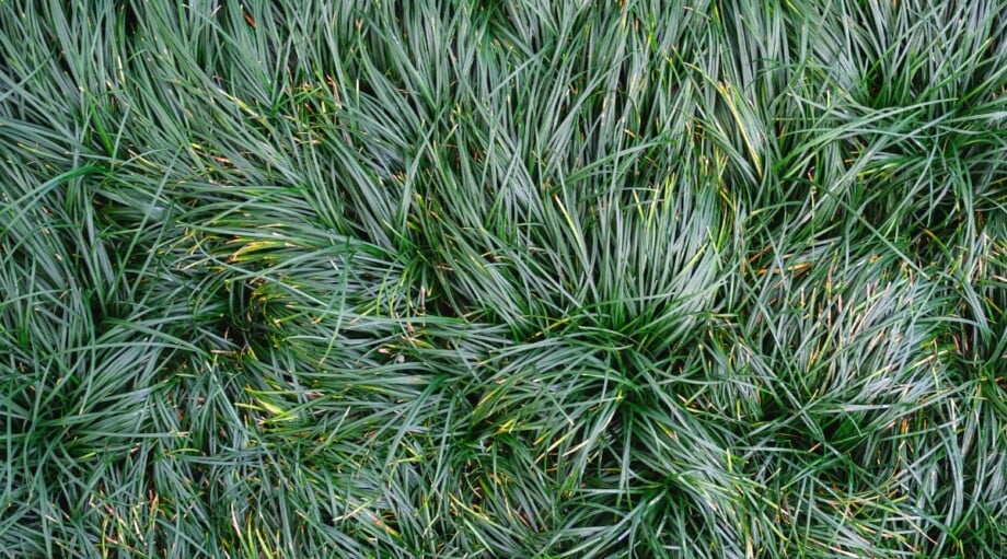 18 Best Lawn Alternatives to Plant Now