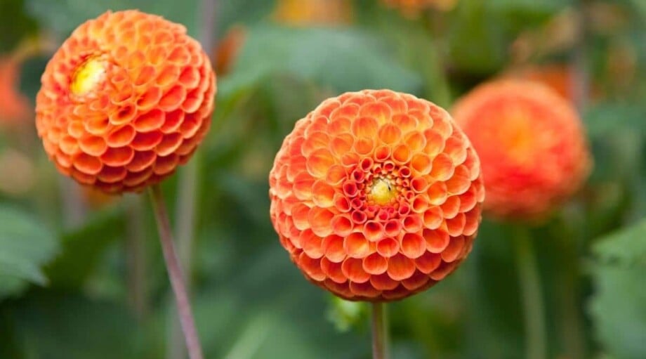 61 Orange Flowers With Names and Pictures