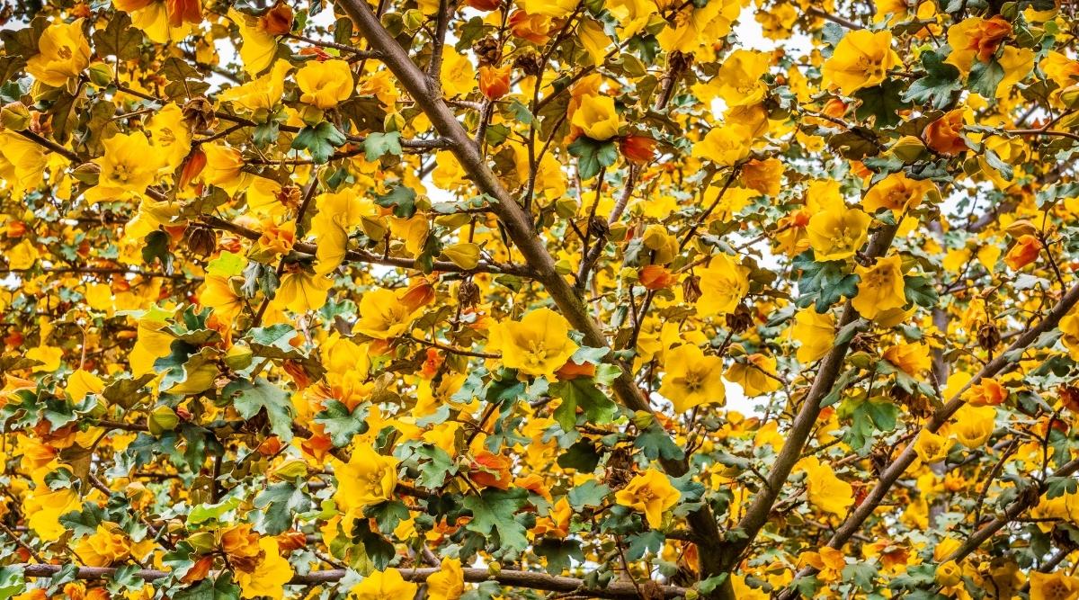 31 Flowering Trees That Grow Well in California