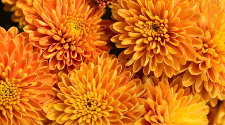 27 Hardy Mum Varieties for Your Fall Garden