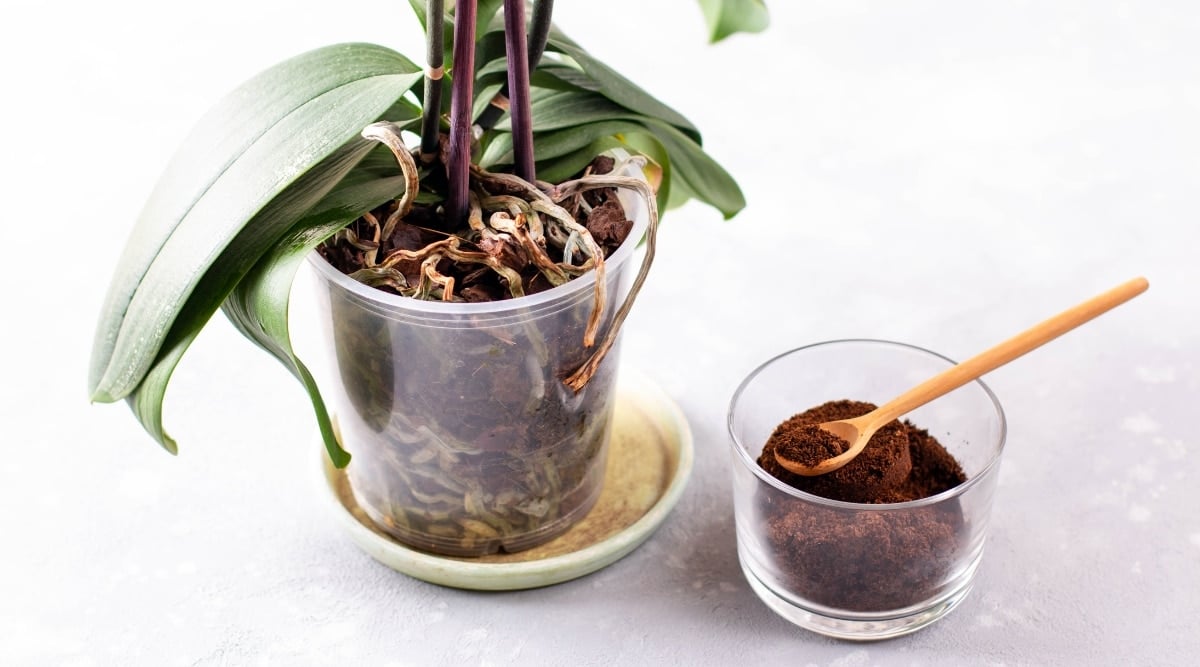 Are Coffee Grounds Good or Bad for Orchids?