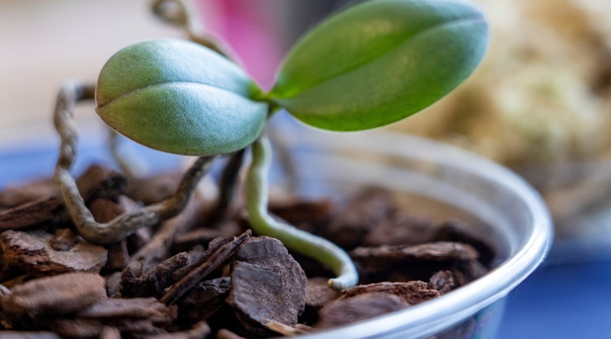 Should You Use Orchid Bark When Potting Indoor Orchids?
