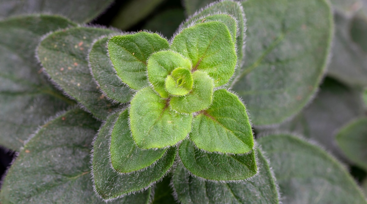 10 Tips For Growing Amazing Oregano in Pots or Containers