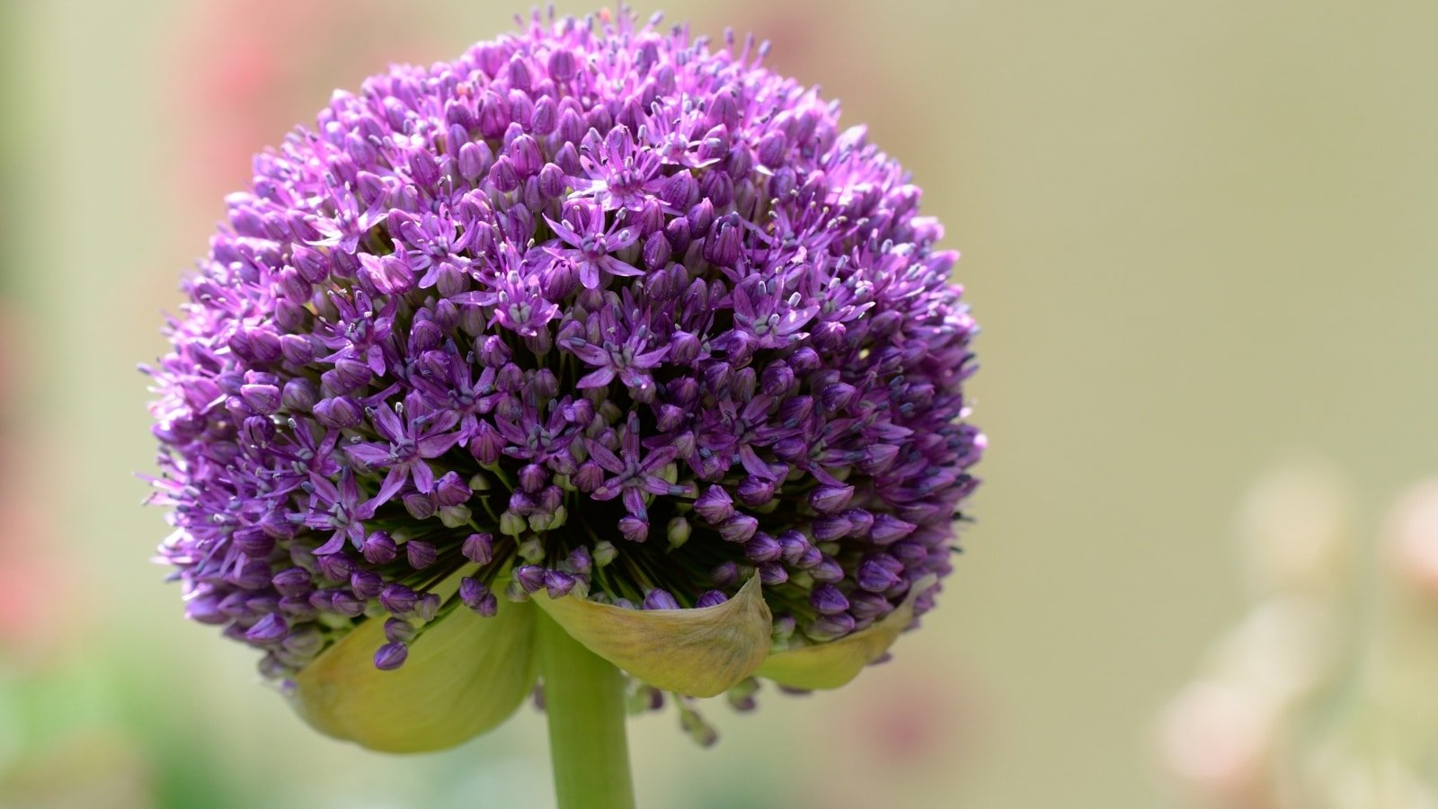 22 Beautiful Varieties of Ornamental Allium