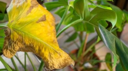 How to Tell If You're Overwatering Your Plants