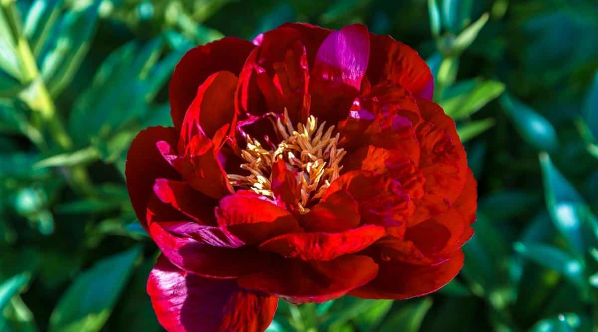 21 Red Peony Varieties For Bold Color in Your Flower Garden