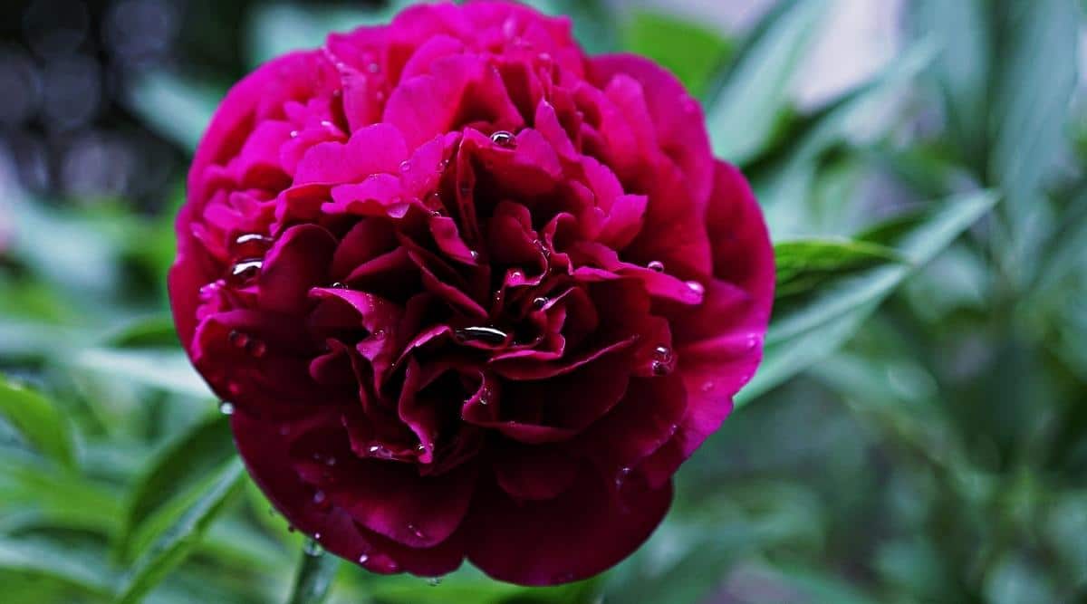 21 Red Peony Varieties For Bold Color in Your Flower Garden