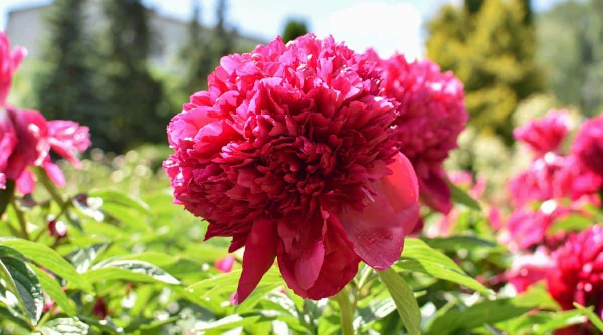 21 Red Peony Varieties For Bold Color in Your Flower Garden