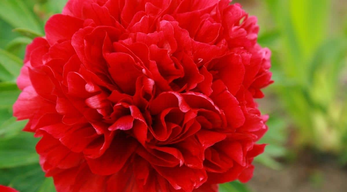 21 Red Peony Varieties For Bold Color in Your Flower Garden