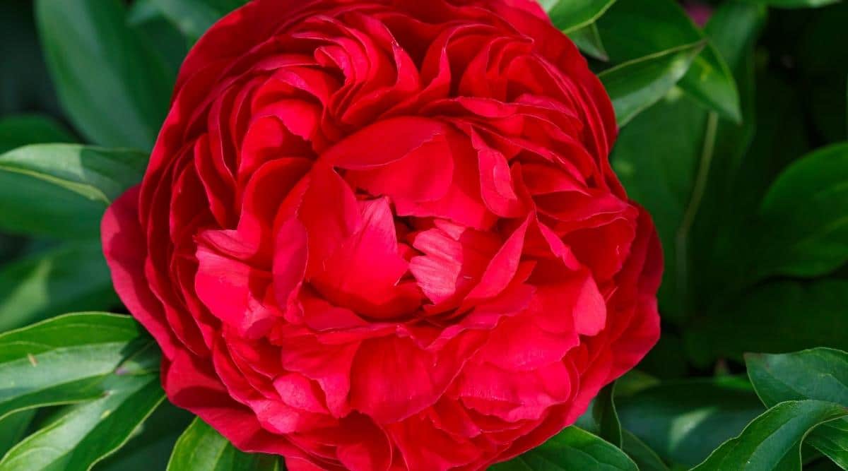21 Red Peony Varieties For Bold Color in Your Flower Garden
