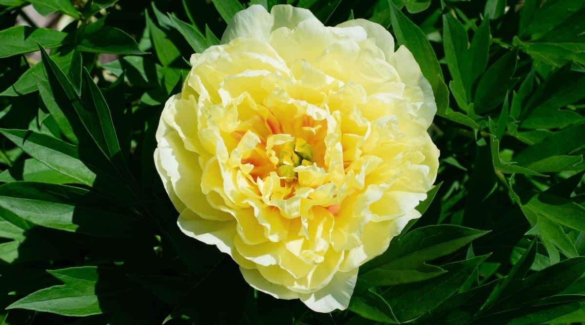 21 Yellow Peony Varieties to Brighten Your Flowerbeds