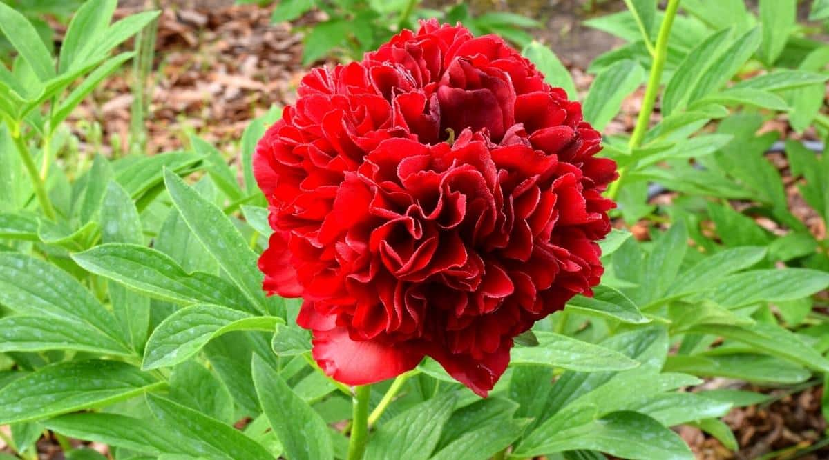 21 Red Peony Varieties For Bold Color in Your Flower Garden