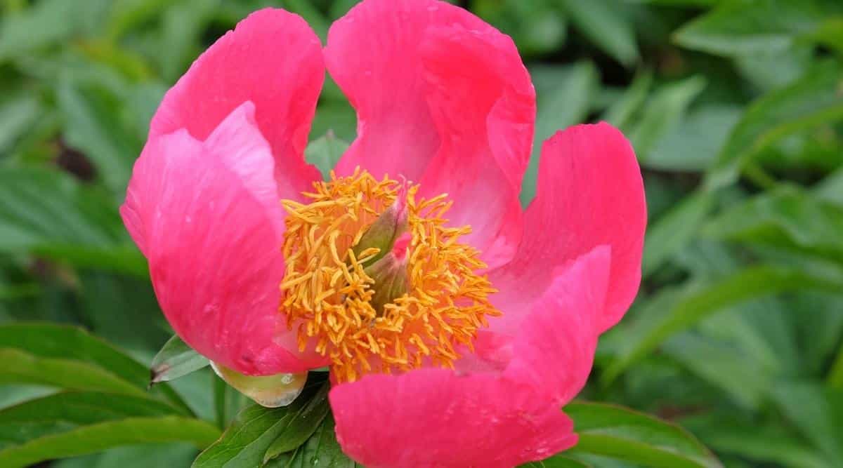 21 Red Peony Varieties For Bold Color in Your Flower Garden