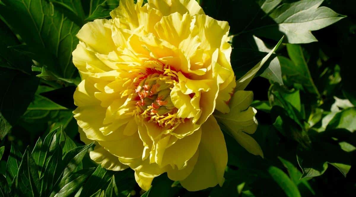 21 Yellow Peony Varieties to Brighten Your Flowerbeds