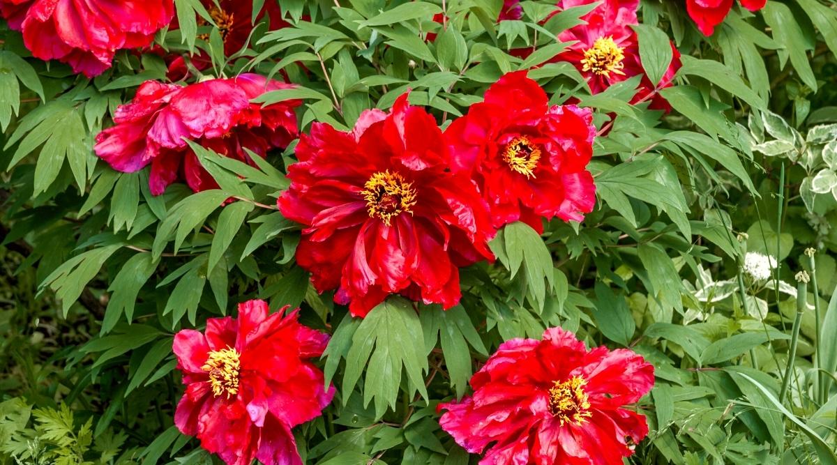 21 Red Peony Varieties For Bold Color in Your Flower Garden