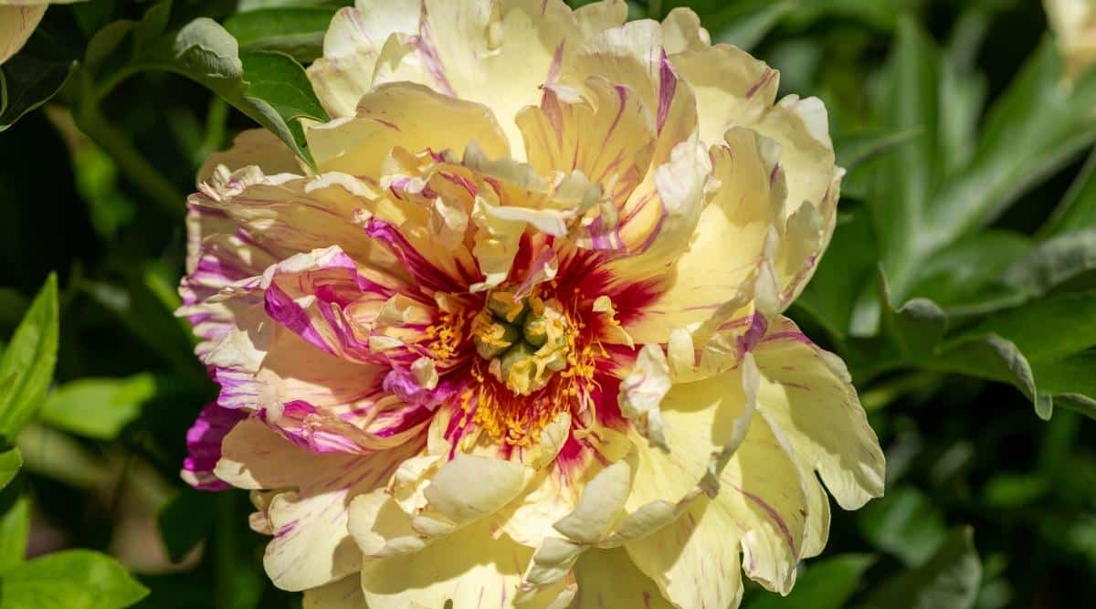 21 Yellow Peony Varieties to Brighten Your Flowerbeds