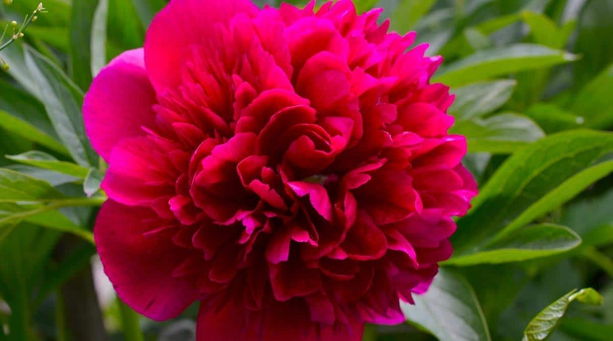 21 Red Peony Varieties For Bold Color in Your Flower Garden