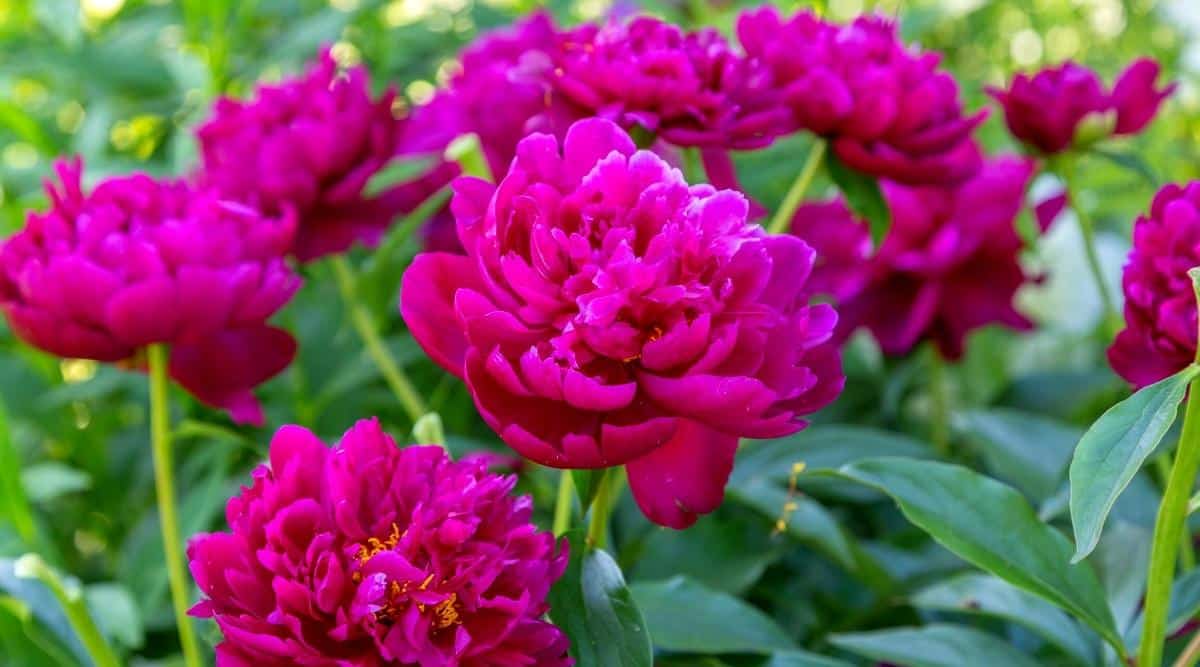 21 Red Peony Varieties For Bold Color in Your Flower Garden