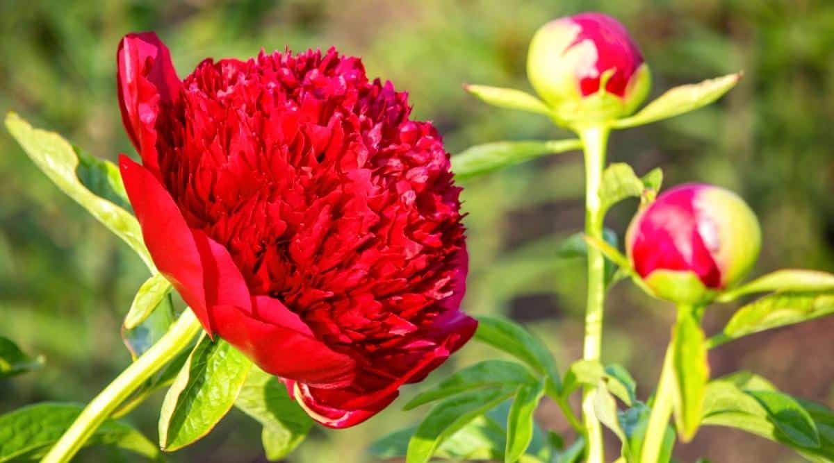 21 Red Peony Varieties For Bold Color in Your Flower Garden