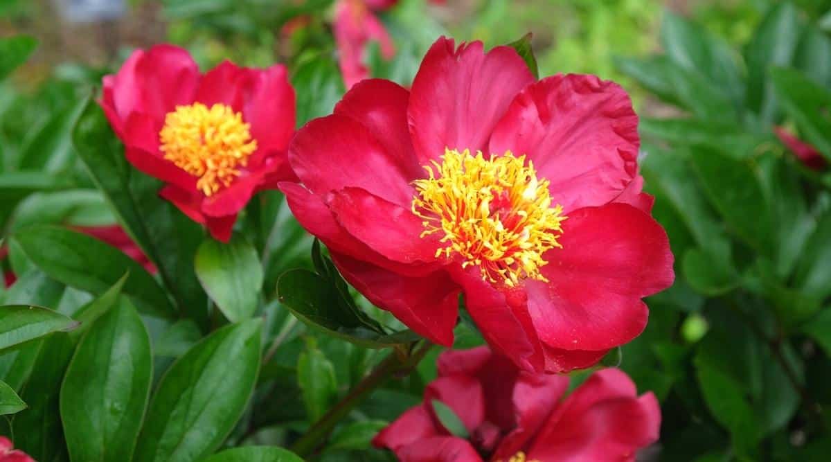 21 Red Peony Varieties For Bold Color in Your Flower Garden