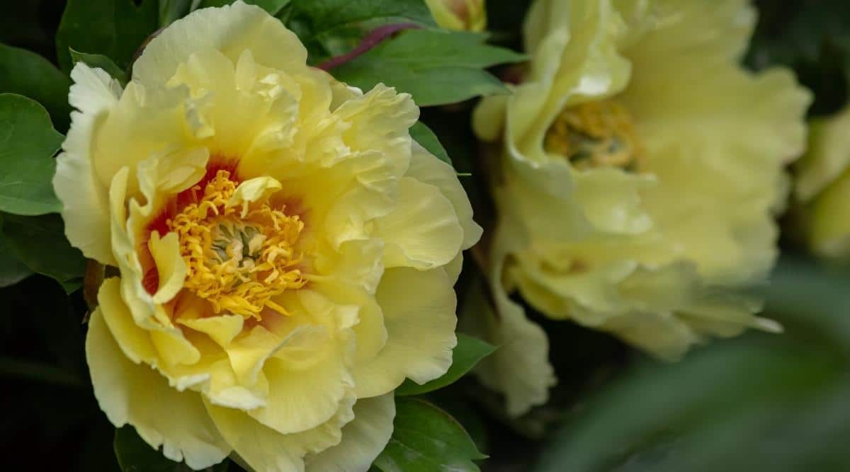 21 Yellow Peony Varieties to Brighten Your Flowerbeds