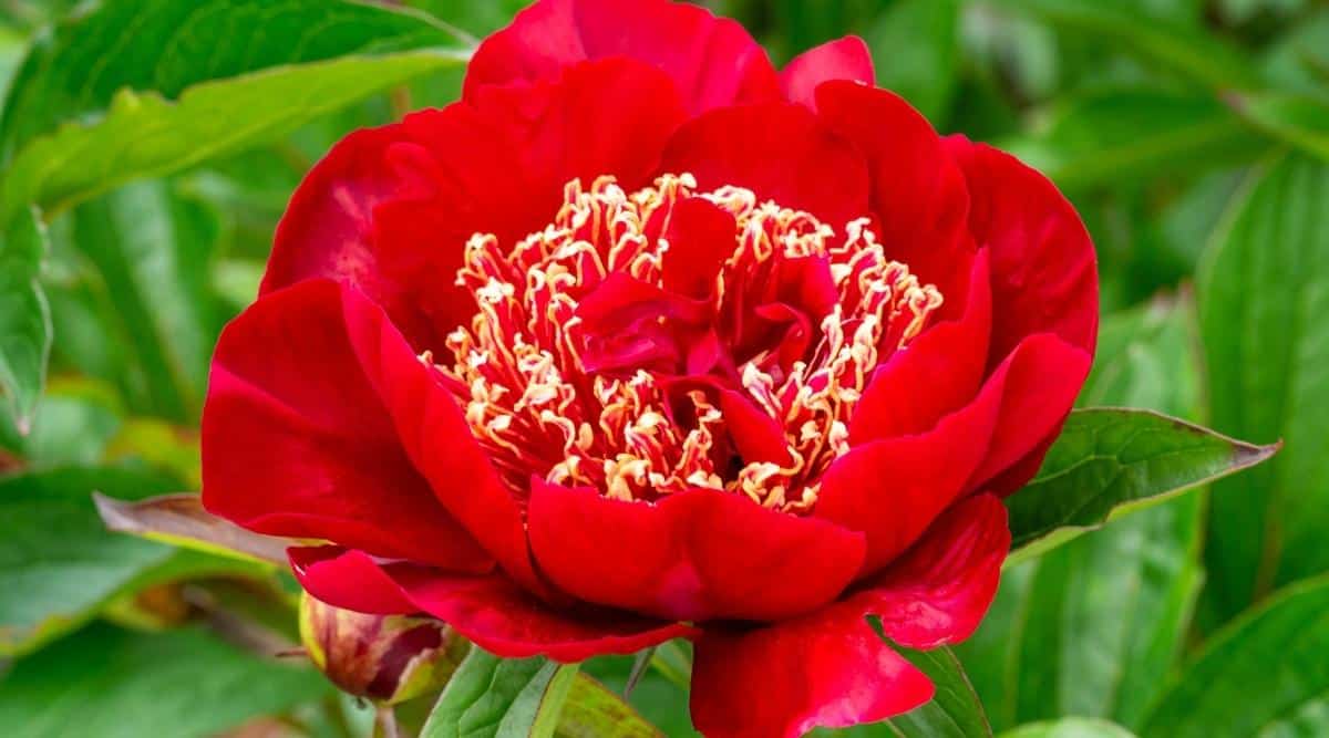 21 Red Peony Varieties For Bold Color in Your Flower Garden