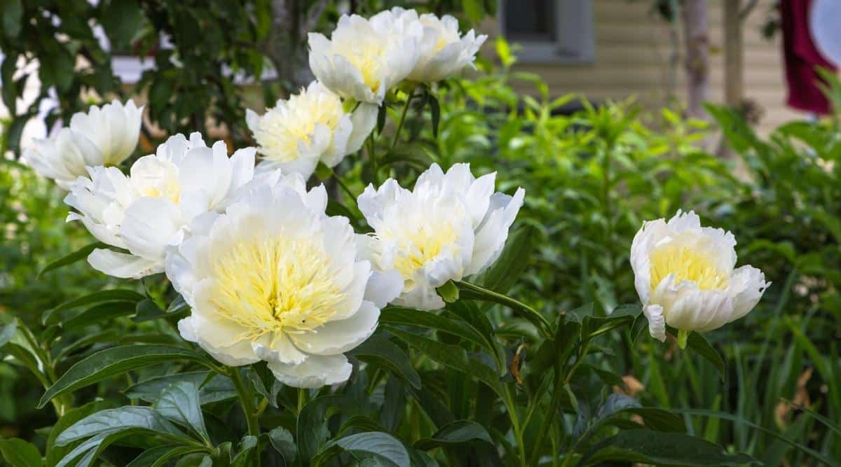 21 Yellow Peony Varieties to Brighten Your Flowerbeds