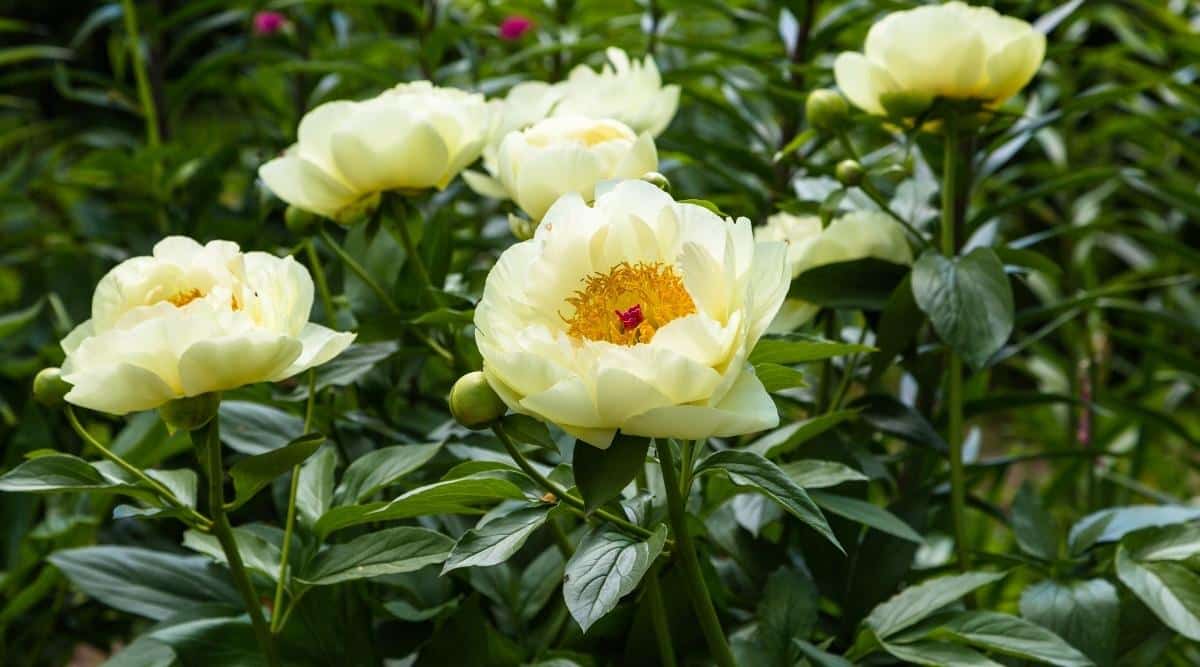 21 Yellow Peony Varieties to Brighten Your Flowerbeds