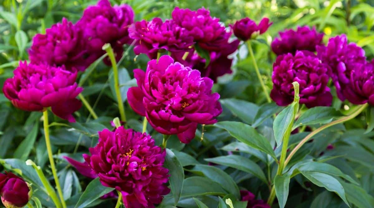 11 Purple Peony Varieties For Your Flower Garden