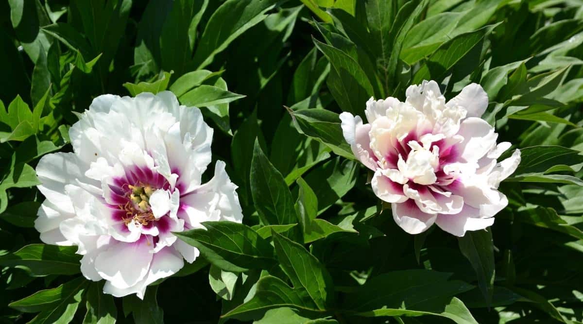 11 Purple Peony Varieties For Your Flower Garden